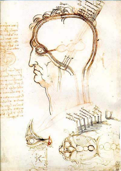 leonardo drawings, a study of anatomy from the Renaissance master